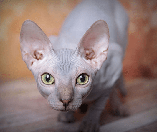 Hairless Cats for Sale: Are They Really Worth the Hype ...